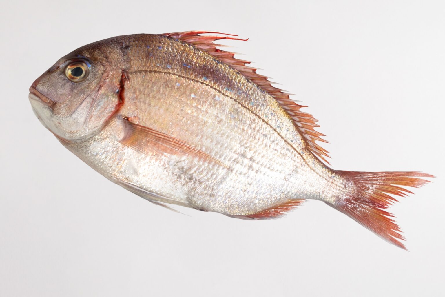 【真鯛とは？】マダイはどこにいるの？どうやって釣るの？マダイの生態と釣り方を紹介 | 鯛ラバクラブ